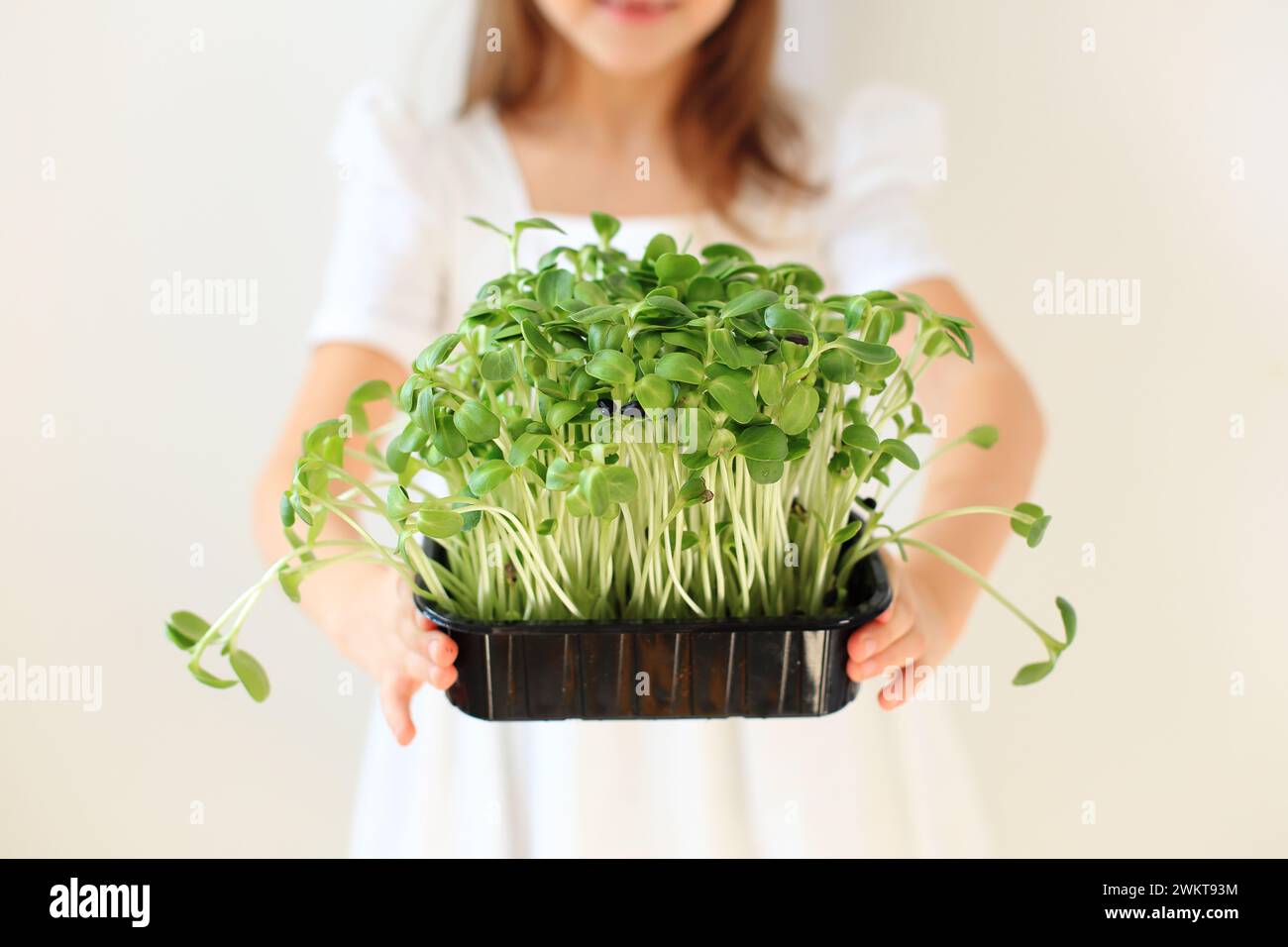 Preparing seedlings for planting in the ground. Growing microgreens at ...