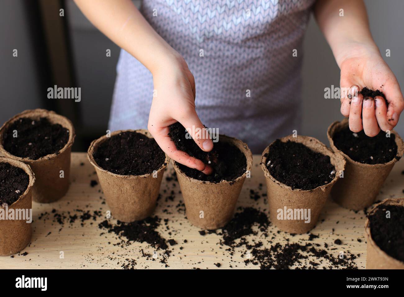 Preparing seedlings for planting in the ground. Growing microgreens at home. Seedlings and ...