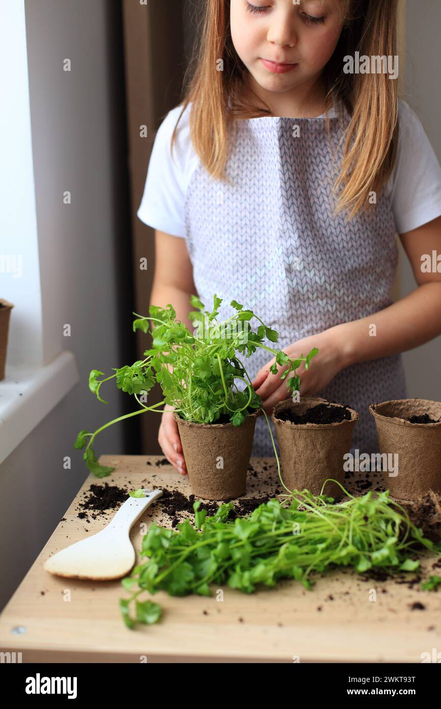 Preparing seedlings for planting in the ground. Growing microgreens at home. Seedlings and ...
