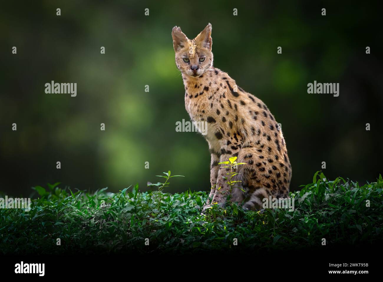 Serval (Leptailurus serval) - African wild cat Stock Photo - Alamy