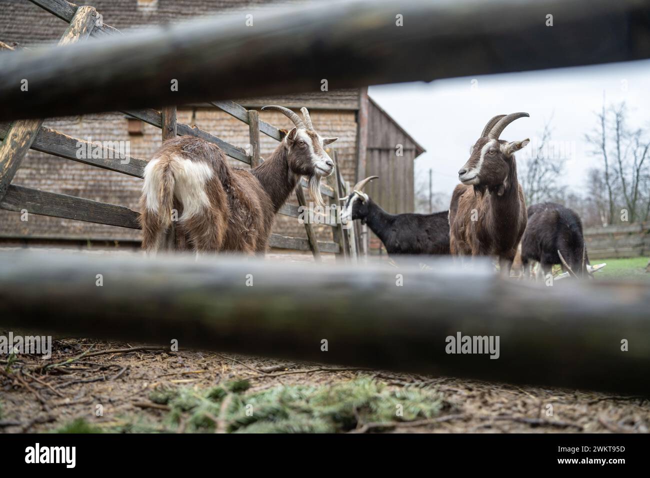 Neu Anspach, Germany. 22nd Feb, 2024. Thuringian forest goats, a very ...