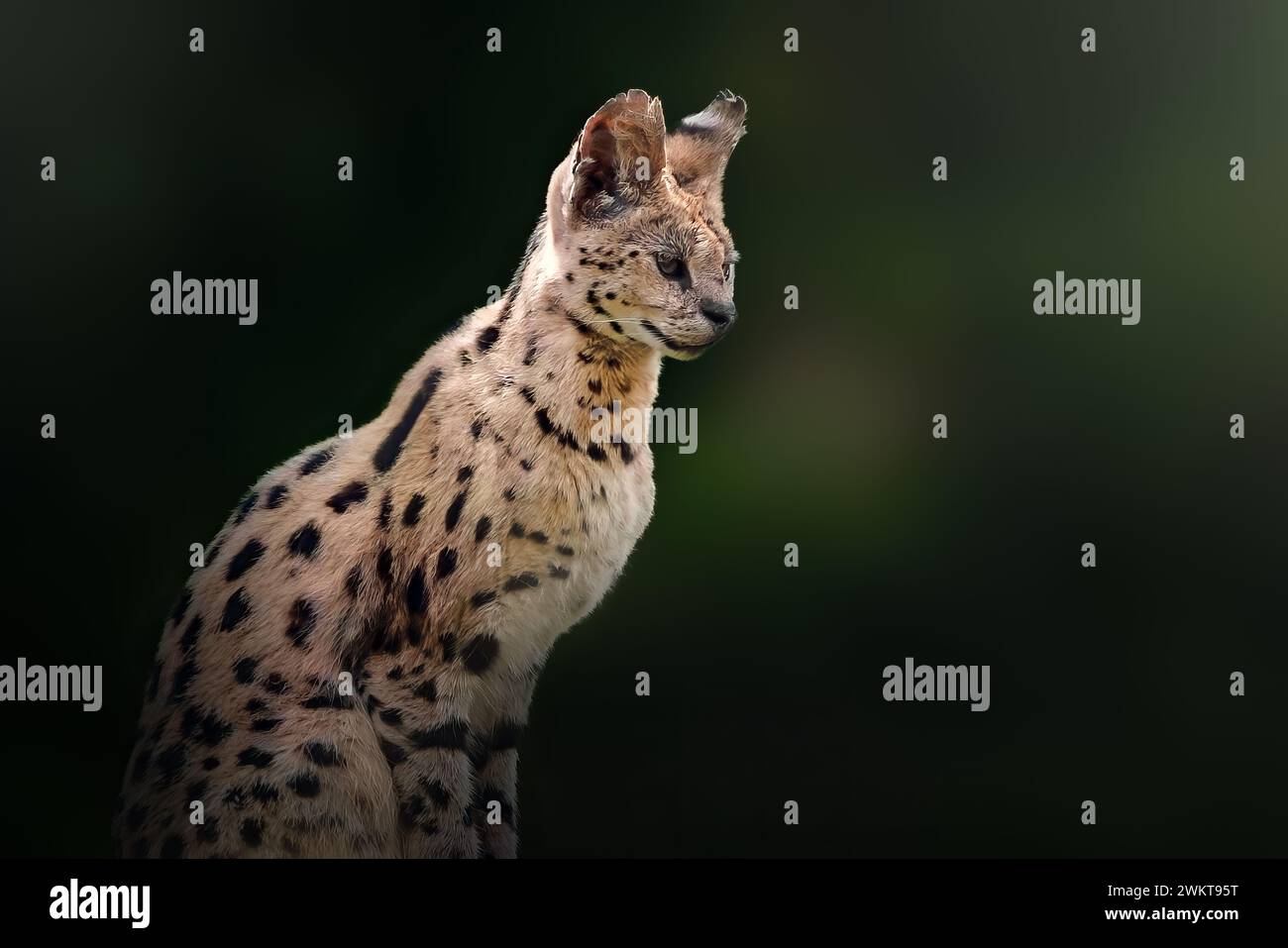 Serval (Leptailurus serval) - African wild cat Stock Photo - Alamy