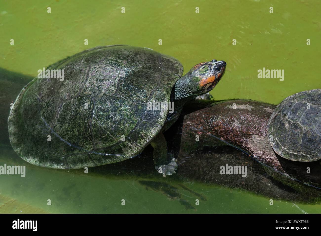 River turtle hi-res stock photography and images - Alamy