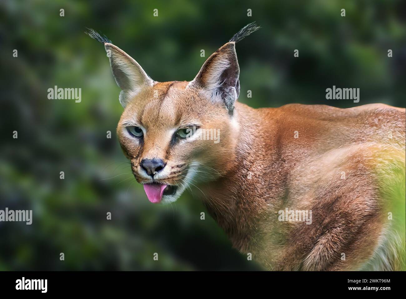 Caracal showing tongue (Caracal caracal Stock Photo - Alamy