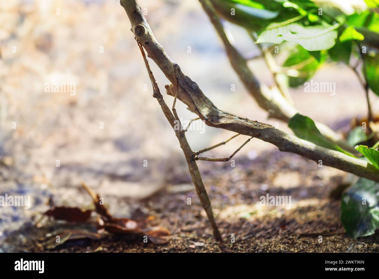 Brazilian Giant Stick Insect (Cladomorphus phyllinus Stock Photo - Alamy