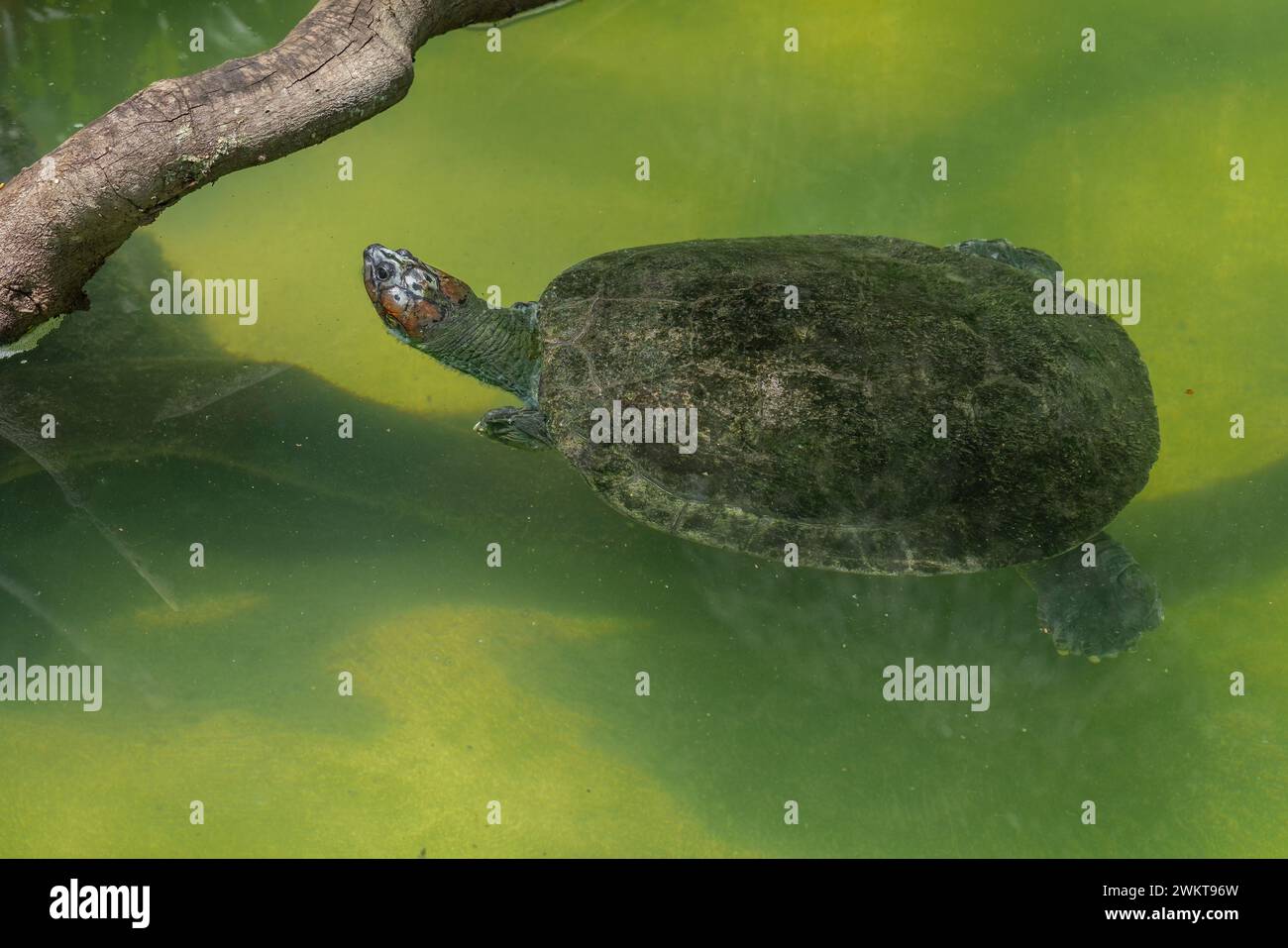 South American River Turtle (Podocnemis expansa Stock Photo - Alamy