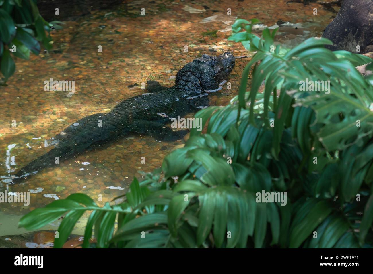 Cuvier's Dwarf Caiman (Paleosuchus palpebrosus Stock Photo - Alamy