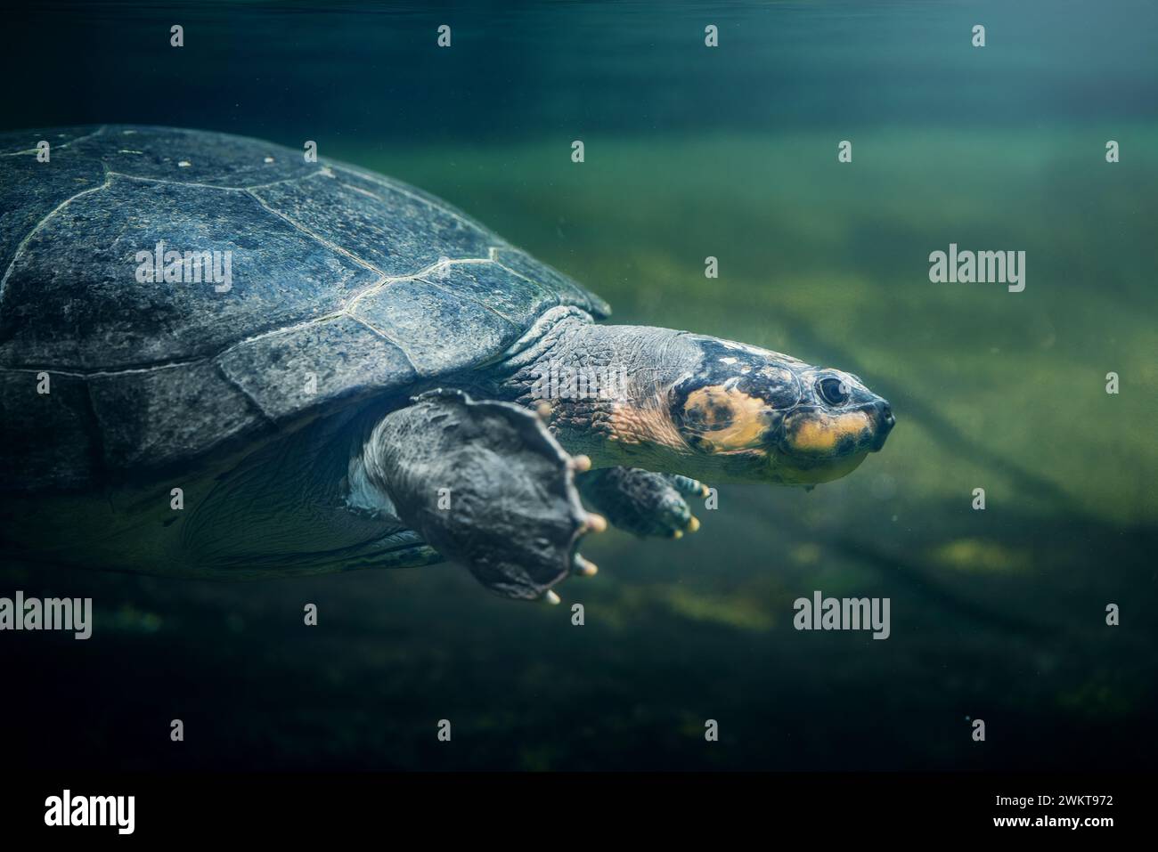 South American River Turtle (Podocnemis expansa) - Diving underwater ...