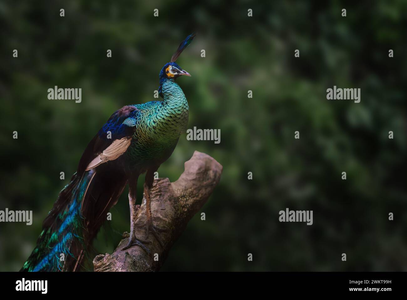 Green peafowl hi-res stock photography and images - Alamy