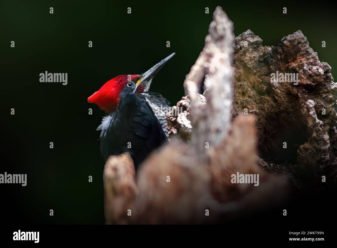 Lineated Woodpecker bird (Dryocopus lineatus Stock Photo - Alamy