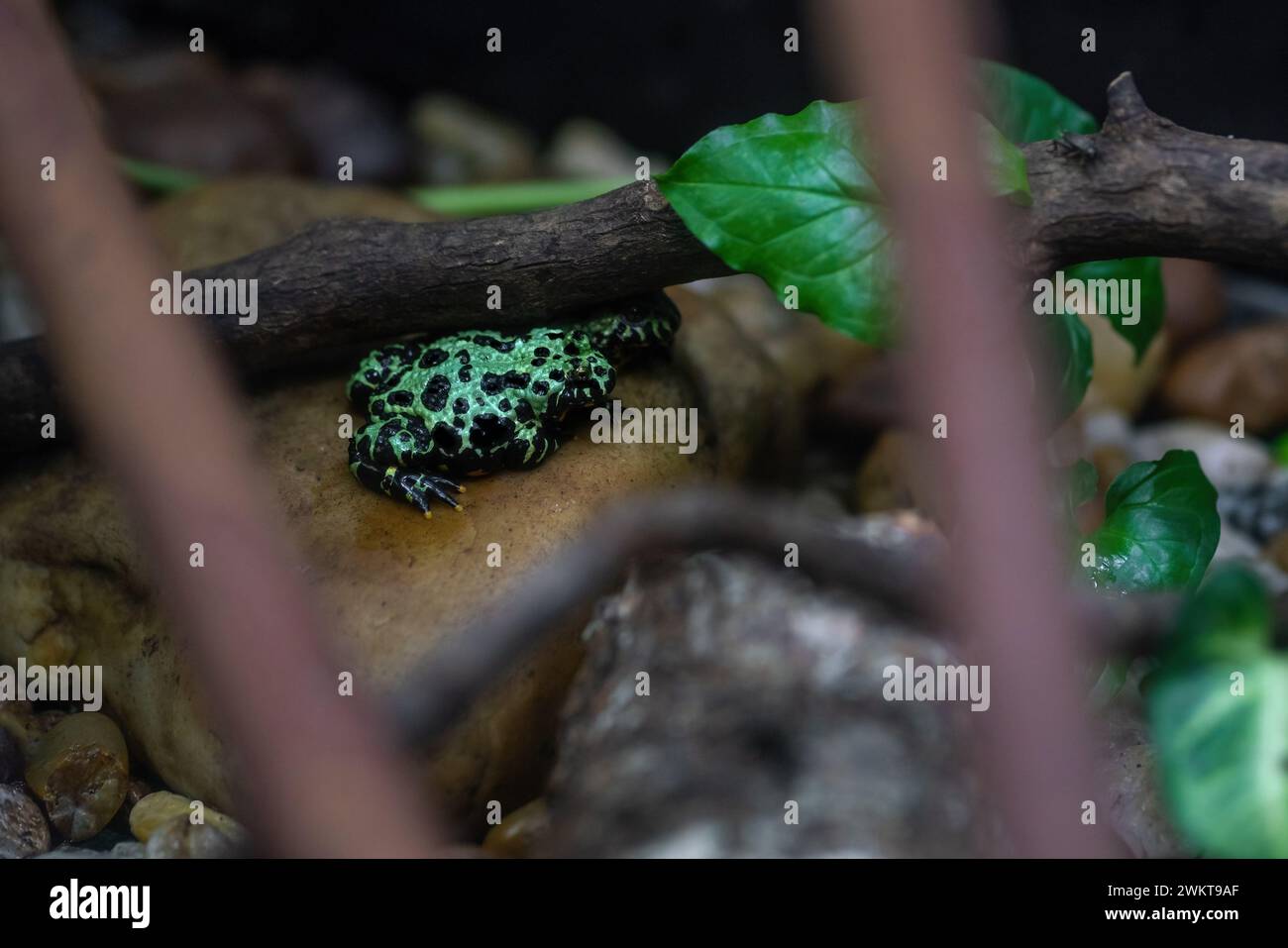 Oriental Fire-bellied Toad (Bombina orientalis Stock Photo - Alamy