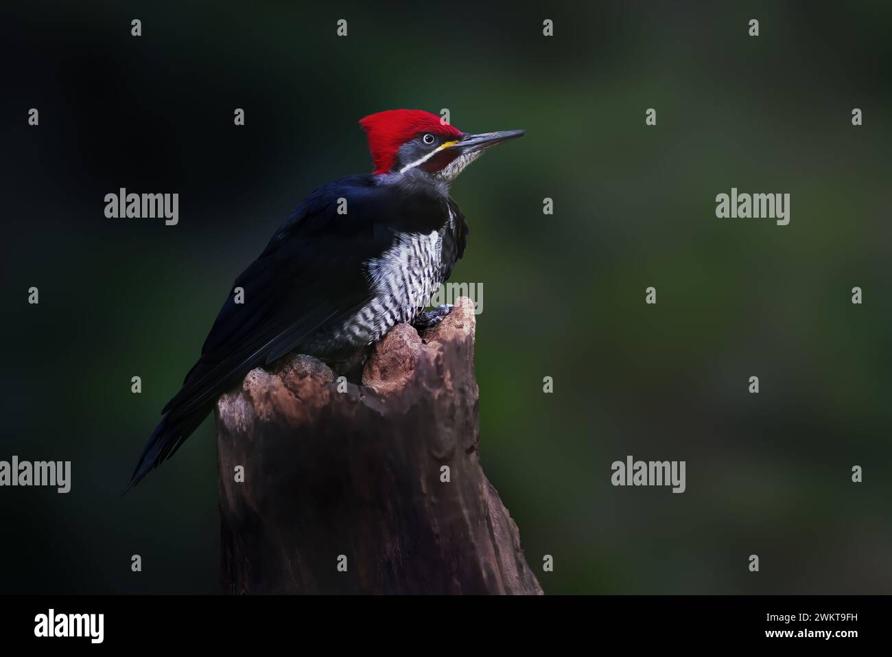 Lineated Woodpecker bird (Dryocopus lineatus Stock Photo - Alamy
