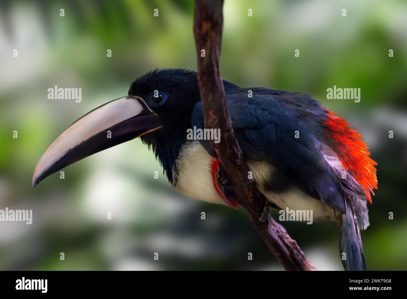 Black-necked Aracari bird (Pteroglossus aracari Stock Photo - Alamy