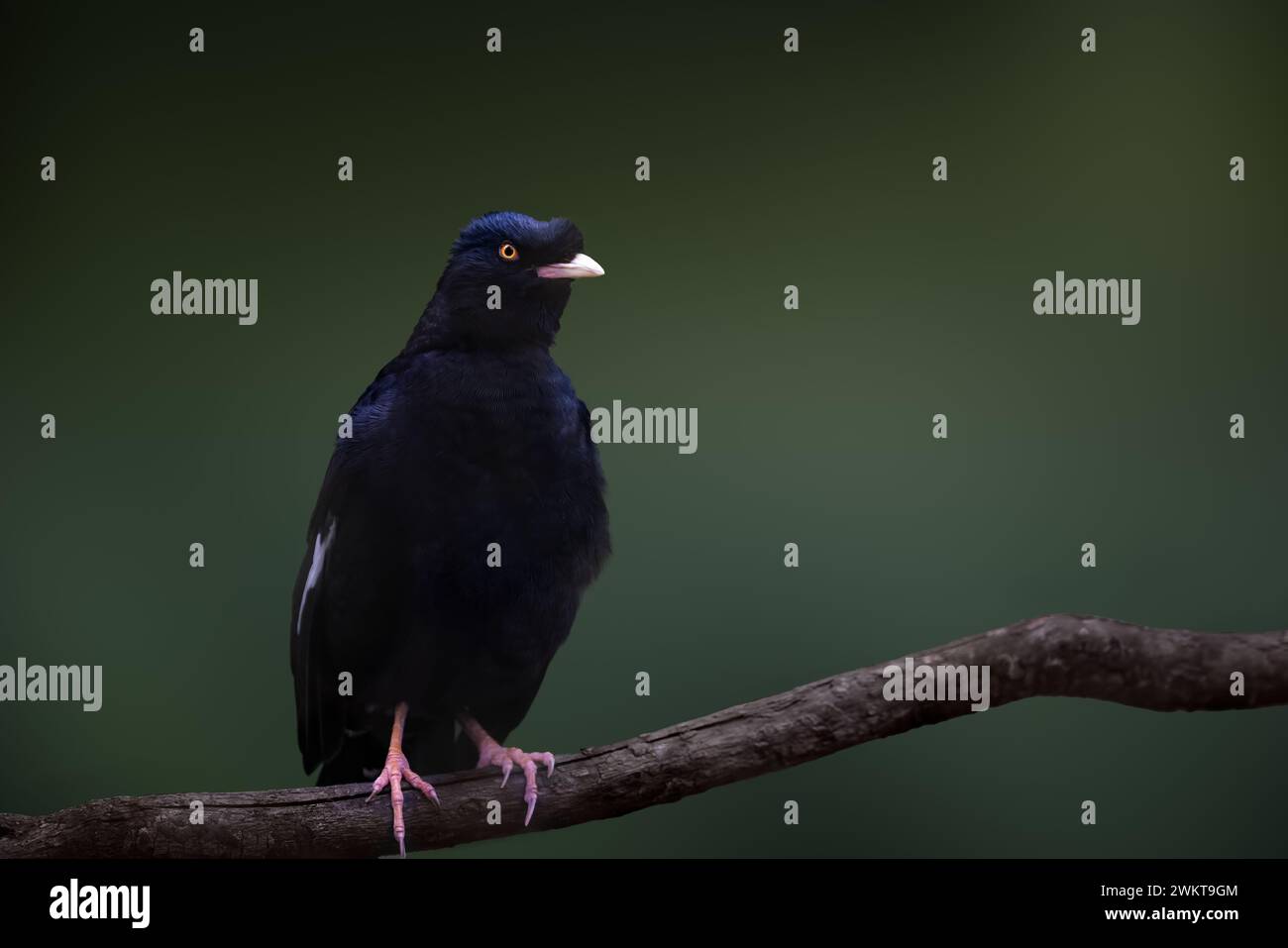 Crested Myna bird (Acridotheres cristatellus Stock Photo - Alamy