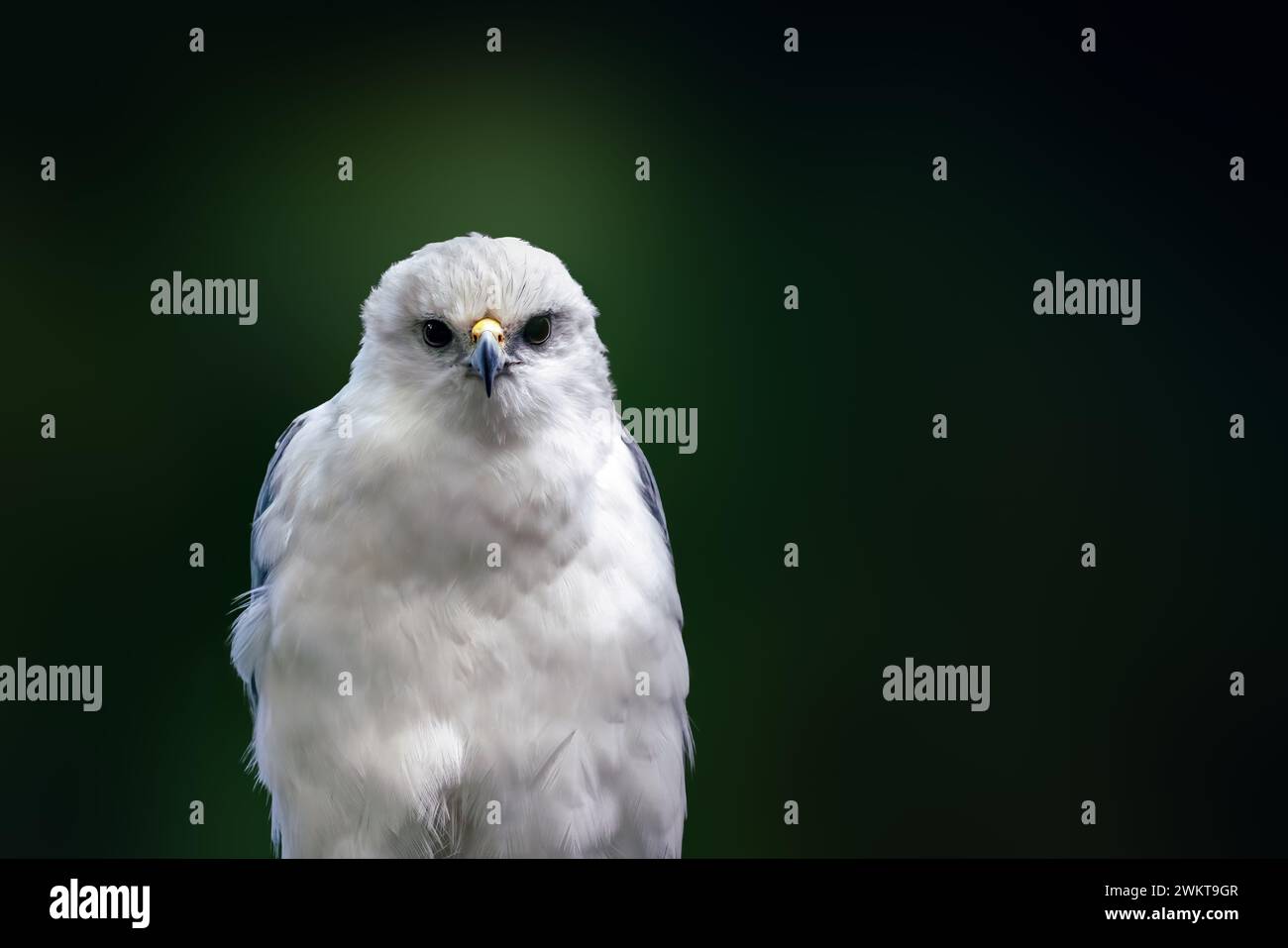 Mantled hawk hi-res stock photography and images - Alamy