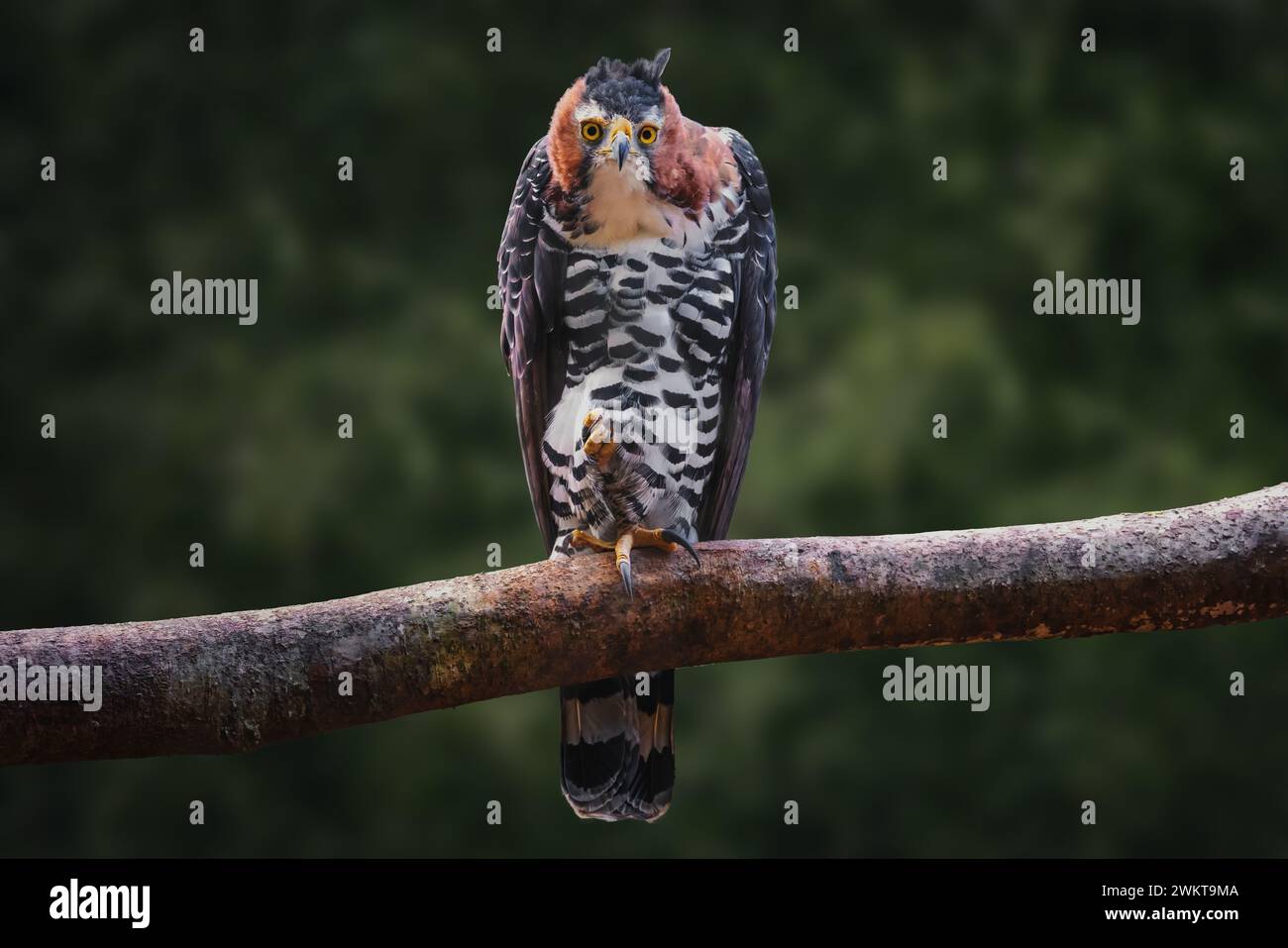 Ornate Hawk-eagle (Spizaetus ornatus) - Bird of Prey Stock Photo - Alamy