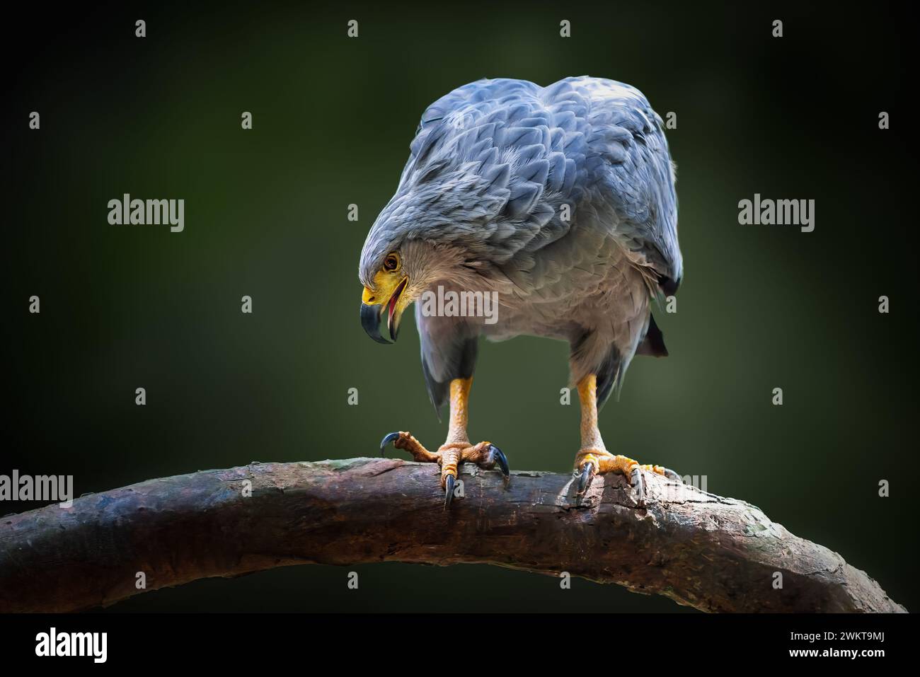 Chaco Eagle (Buteogallus coronatus) - Bird of Prey Stock Photo - Alamy