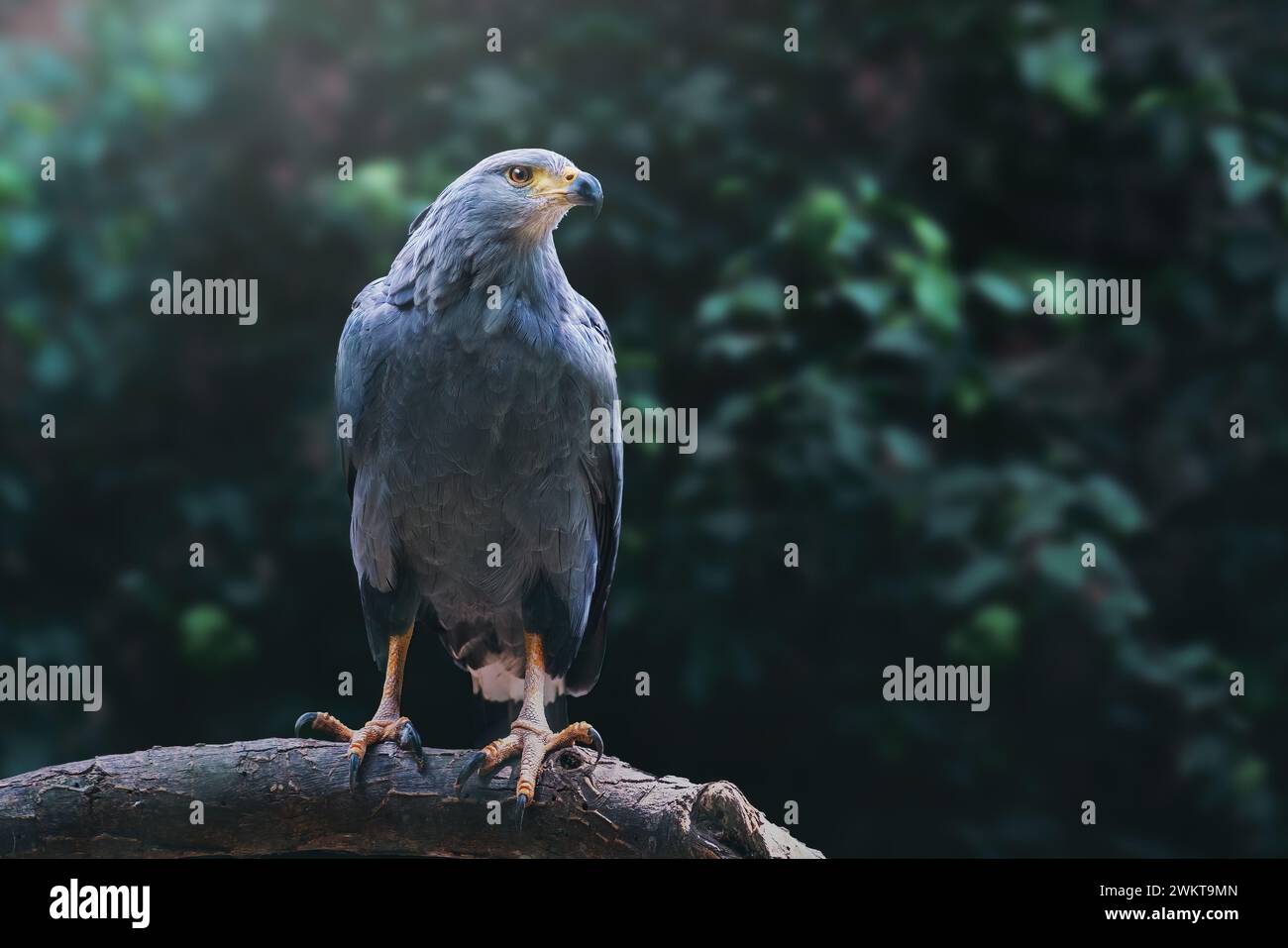 Chaco Eagle (Buteogallus coronatus) - Bird of Prey Stock Photo - Alamy