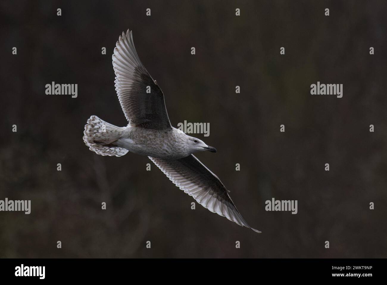Viking gulls hi-res stock photography and images - Alamy