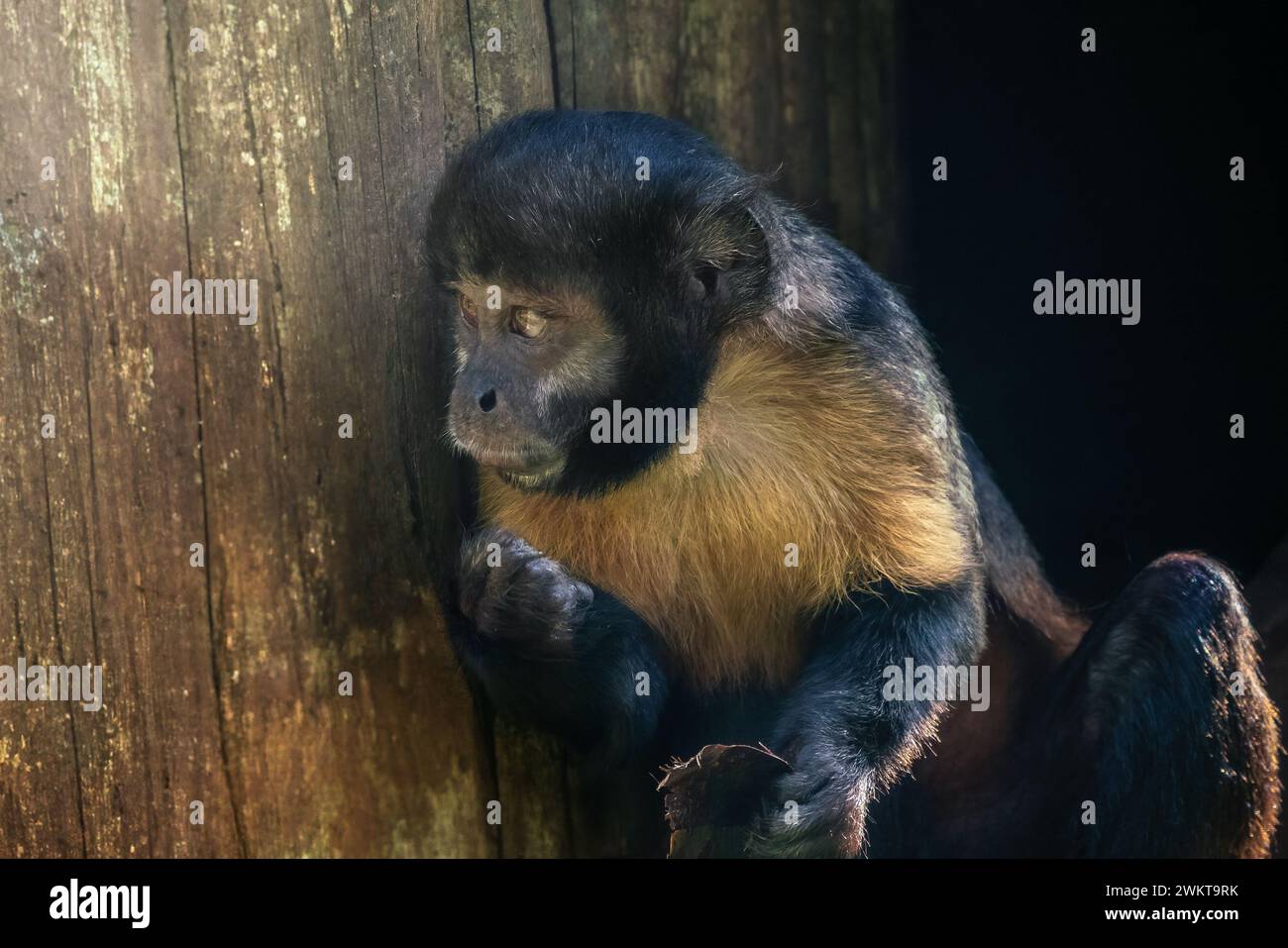 Golden-bellied Capuchin monkey (Sapajus xanthosternos Stock Photo - Alamy