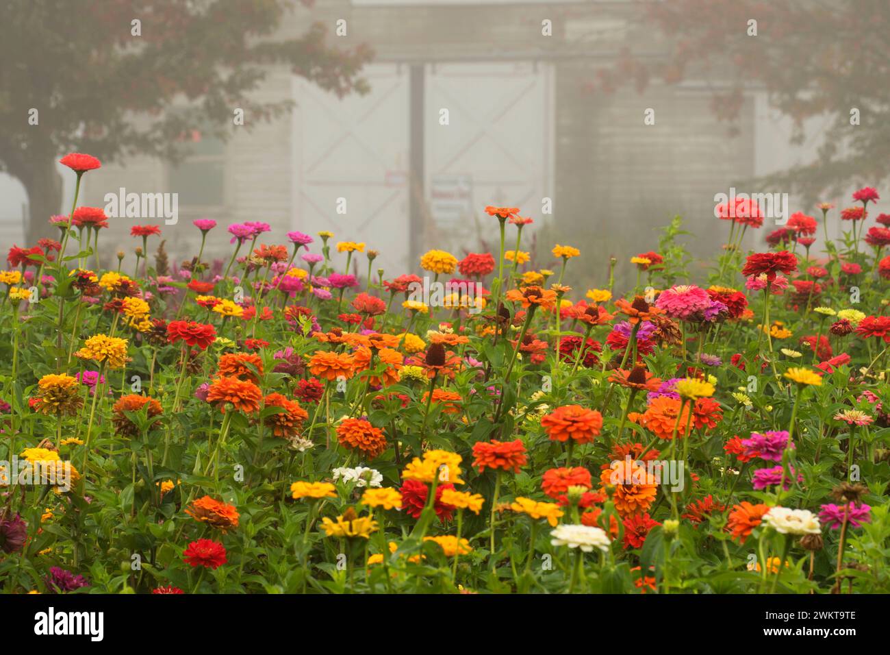Farm barn with flowers hi-res stock photography and images - Alamy