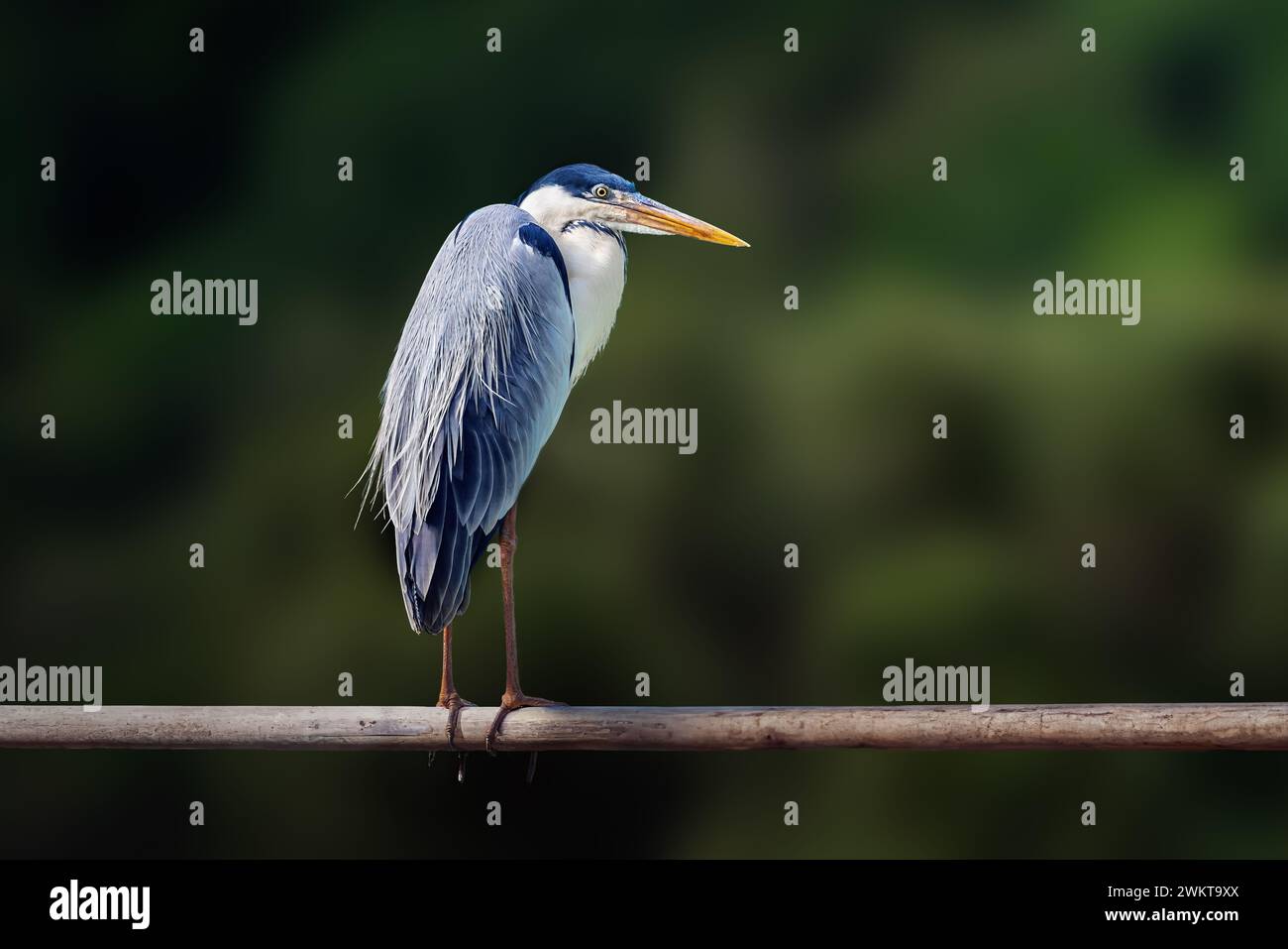Great Blue Heron bird (Ardea herodias Stock Photo - Alamy