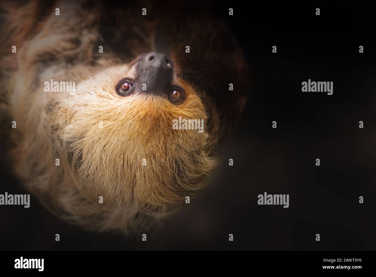 Linnaeus's Two-toed Sloth (Choloepus didactylus Stock Photo - Alamy