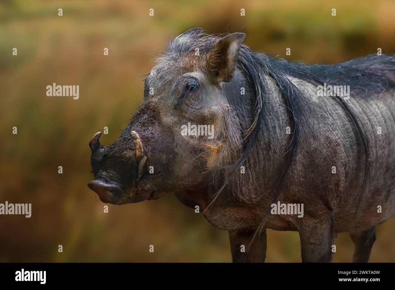 Common Warthog (Phacochoerus africanus) African Suine Stock Photo - Alamy