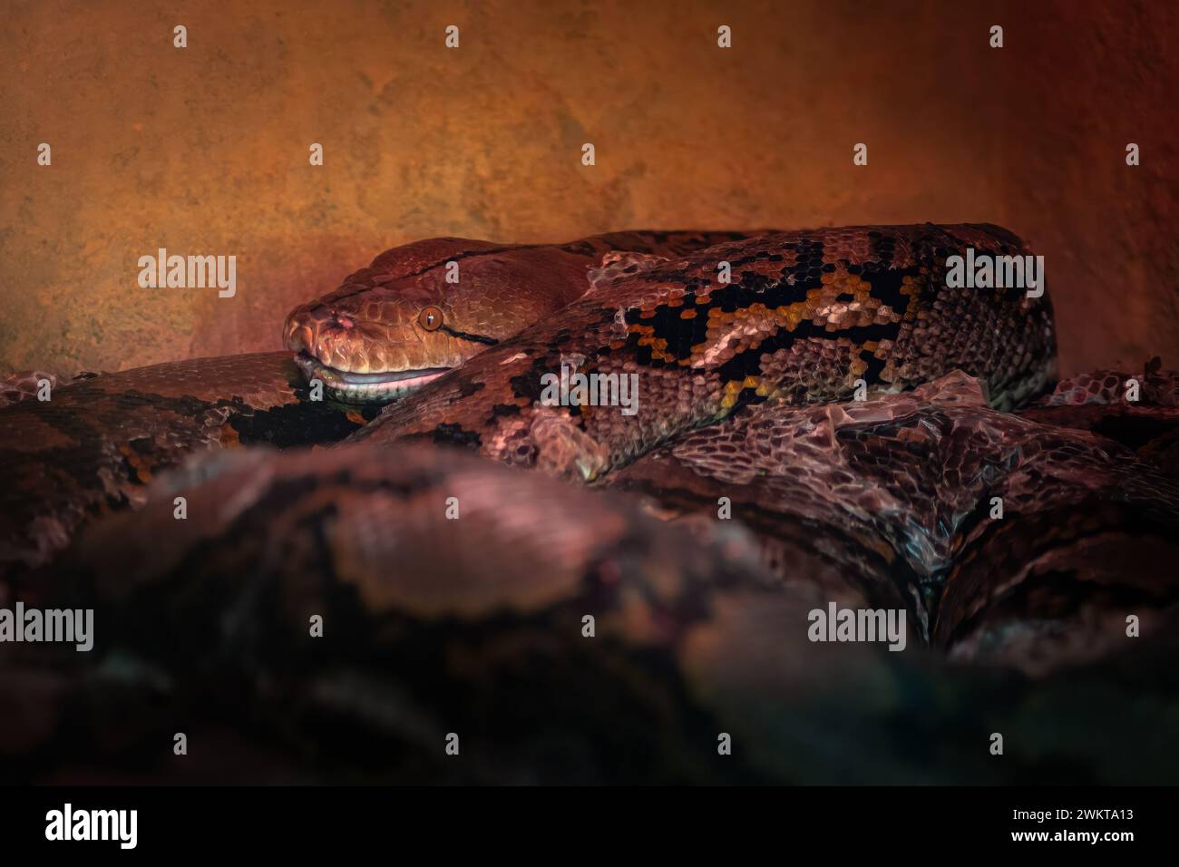 Reticulated Python snake (Malayopython reticulatus Stock Photo - Alamy