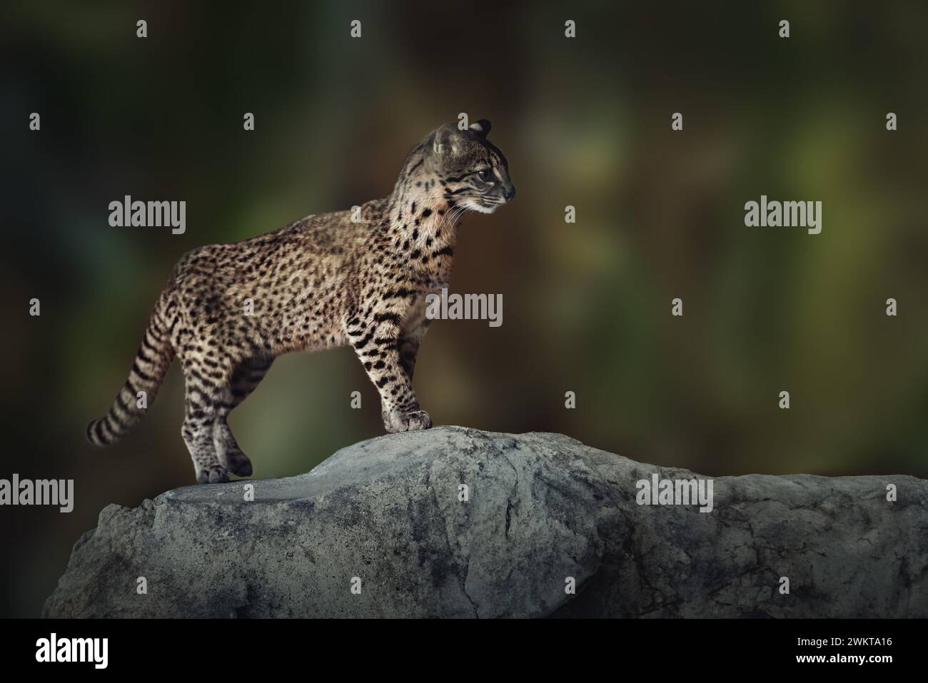 Geoffroy's Cat (Leopardus geoffroyi) - South American wild cat Stock ...