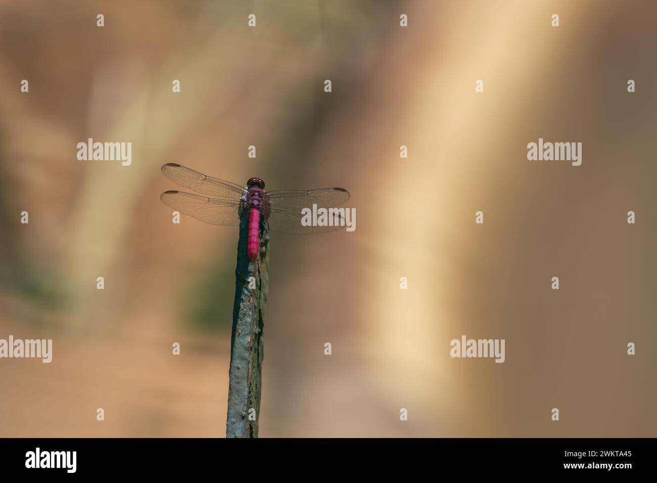 Male carmine skimmer hi-res stock photography and images - Alamy