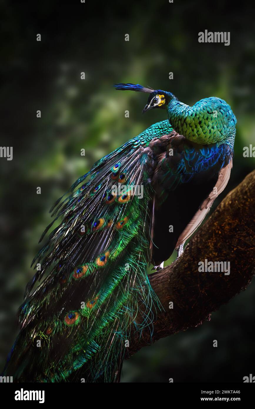 Green peafowl hi-res stock photography and images - Alamy