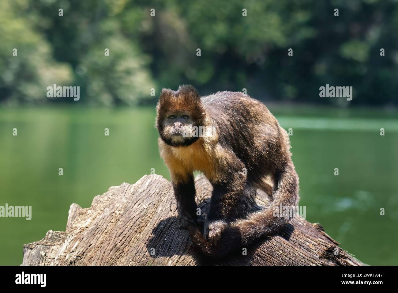 Golden-bellied Capuchin monkey (Sapajus xanthosternos Stock Photo - Alamy