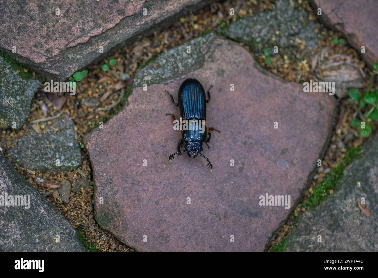 Horned Passalus Beetle (Odontotaenius disjunctus Stock Photo - Alamy