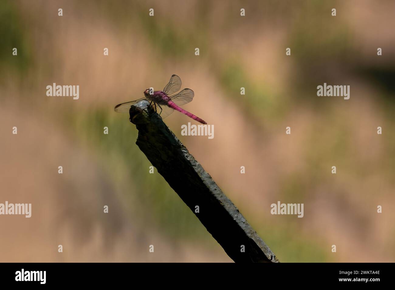Male carmine skimmer hi-res stock photography and images - Alamy