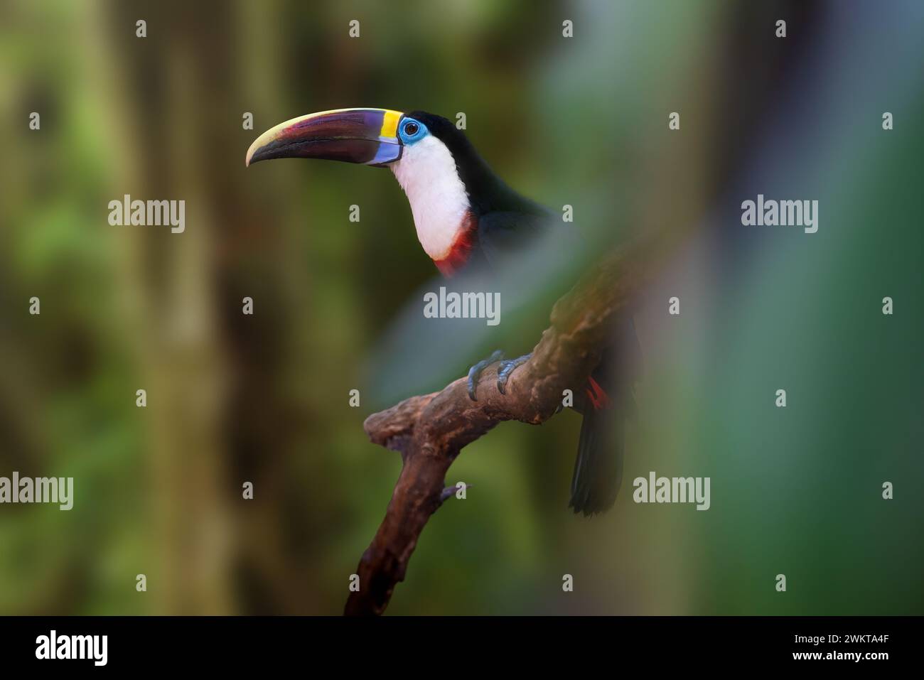 Wild toucan bird animal hi-res stock photography and images - Alamy
