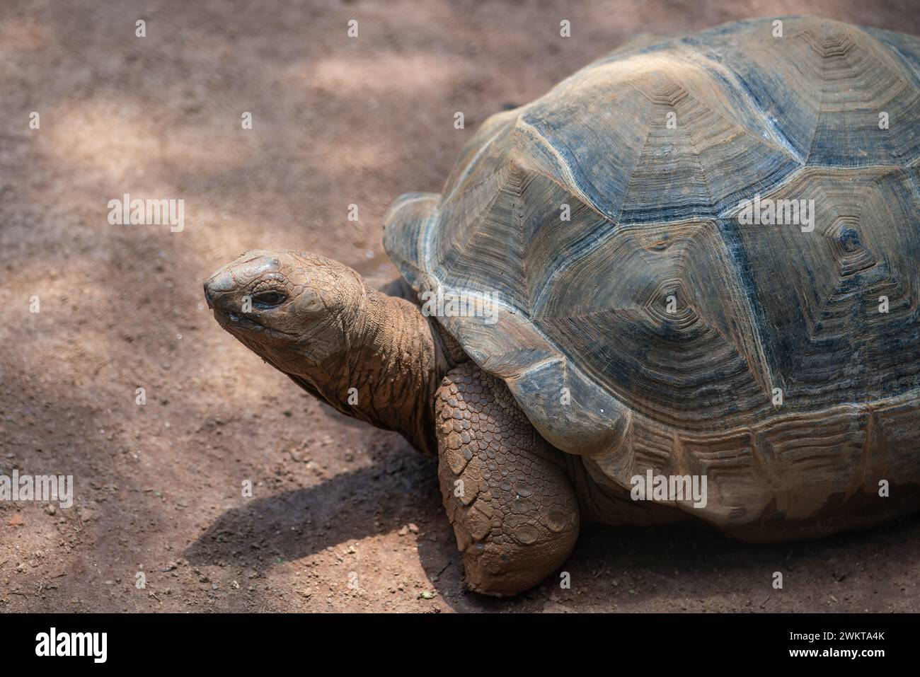 Very large tortoise species hi-res stock photography and images - Alamy