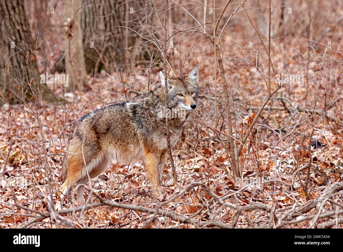 A coyote stands at attention nearly blending into the autumn colors of ...