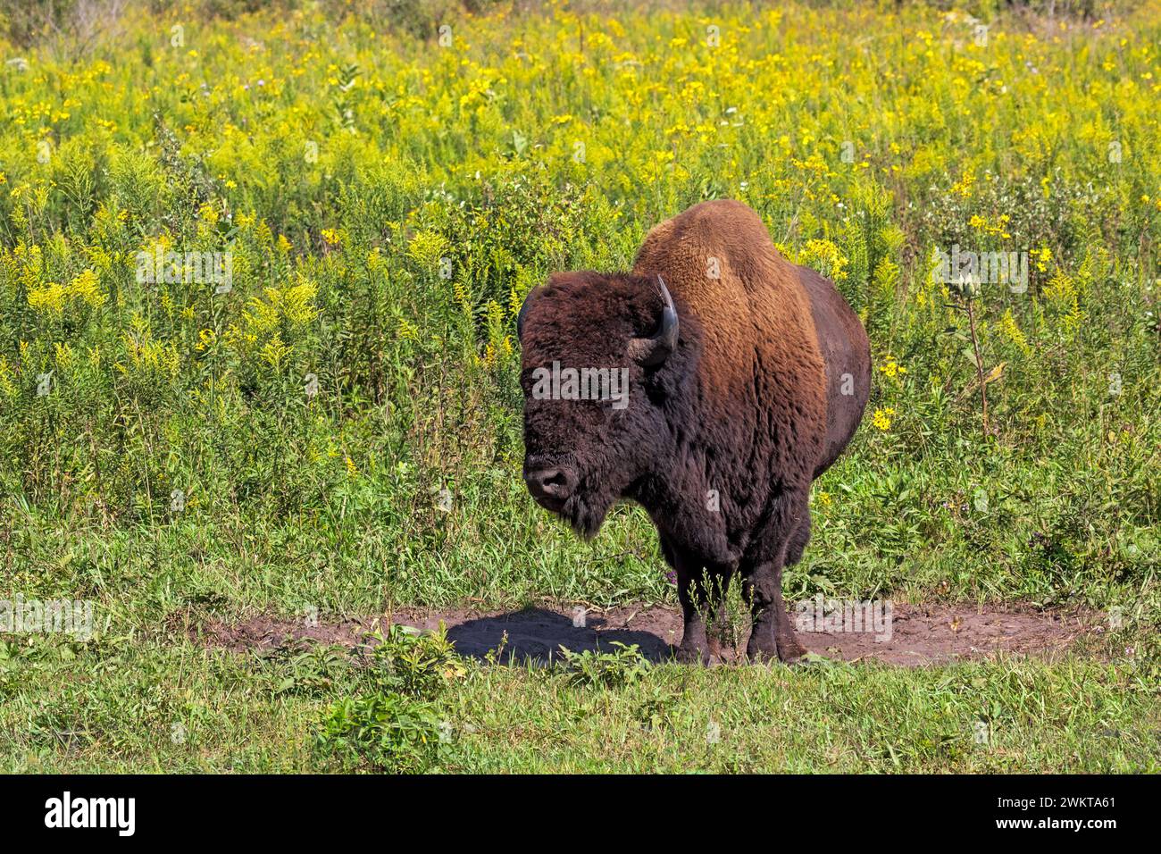 Male standing upright in a green meadow hi-res stock photography and ...