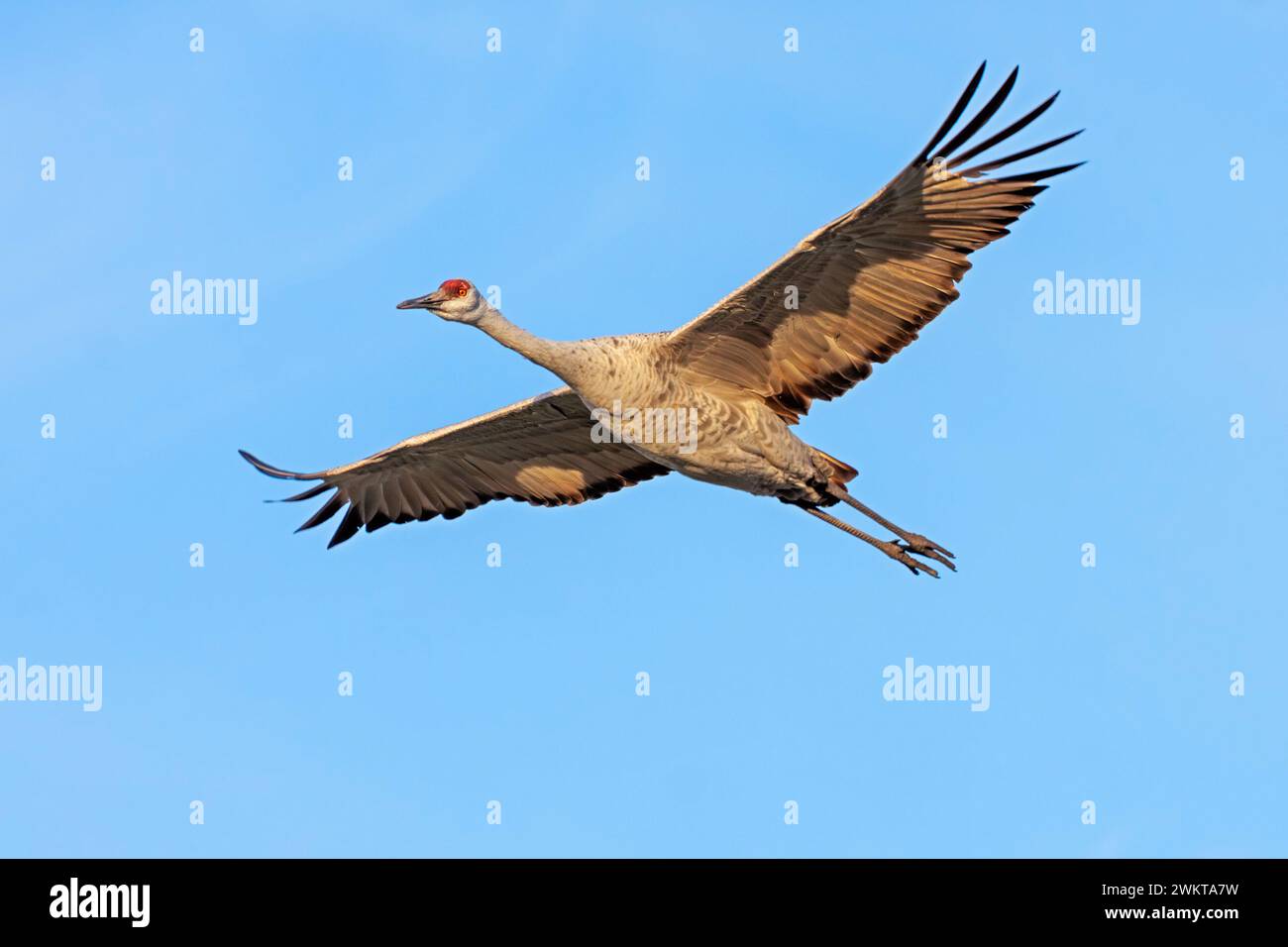 A single sandhill crane,with its wings fully spread, floats the a blue ...