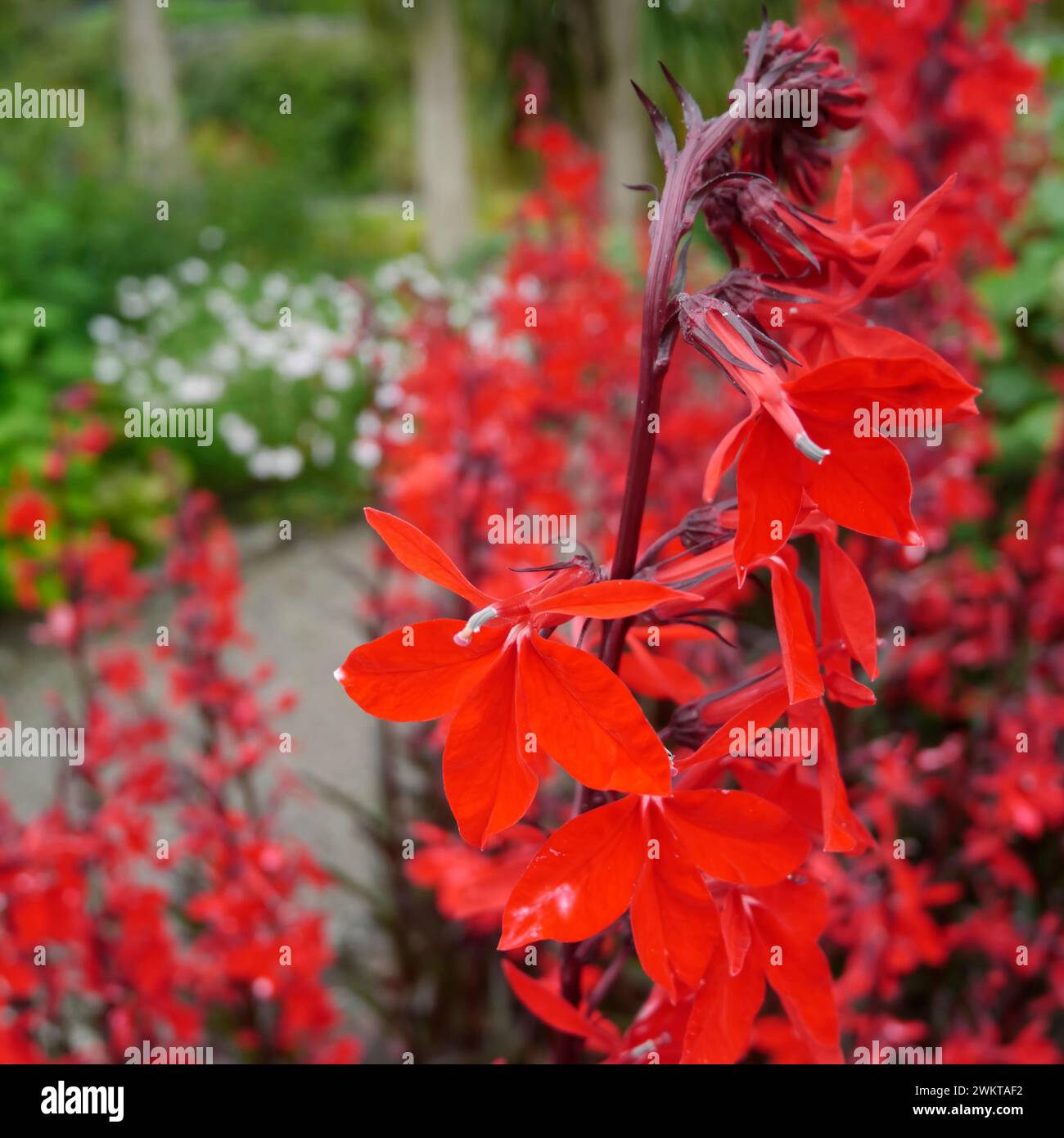 Lobelia Cardinalis, Bees Flame, flower, seen at Logan Botanic Garden ...