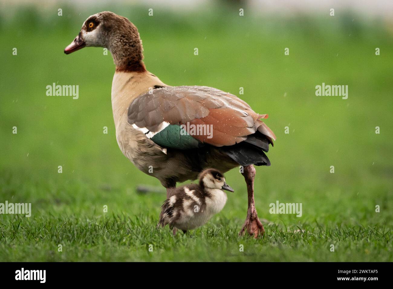 An Egyptian goose and its gosling in St James Park, London. Heavy ...