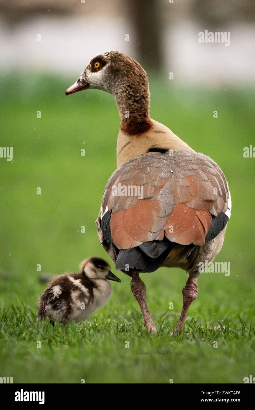 An Egyptian goose and its gosling in St James Park, London. Heavy ...