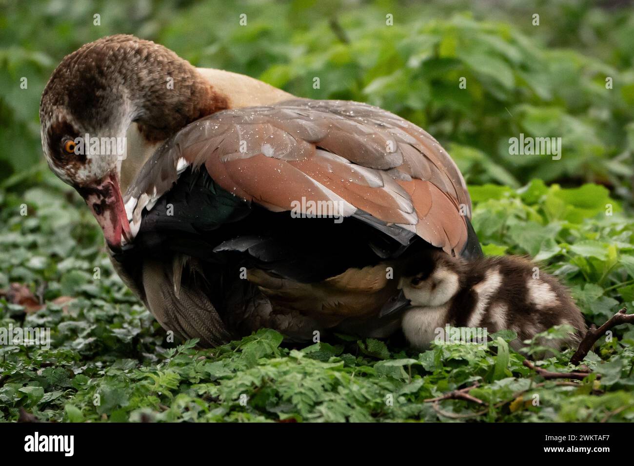 An Egyptian goose protects its gosling from the rain in St James Park ...