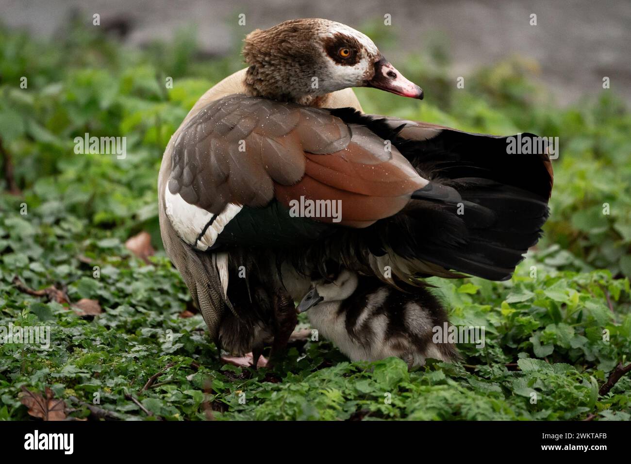 An Egyptian goose protects its gosling from the rain in St James Park ...