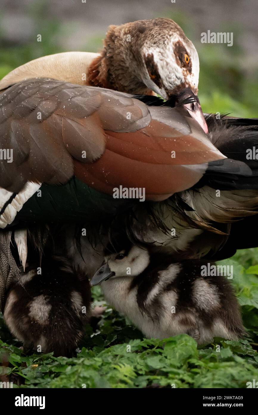 An Egyptian goose protects its gosling from the rain in St James Park ...