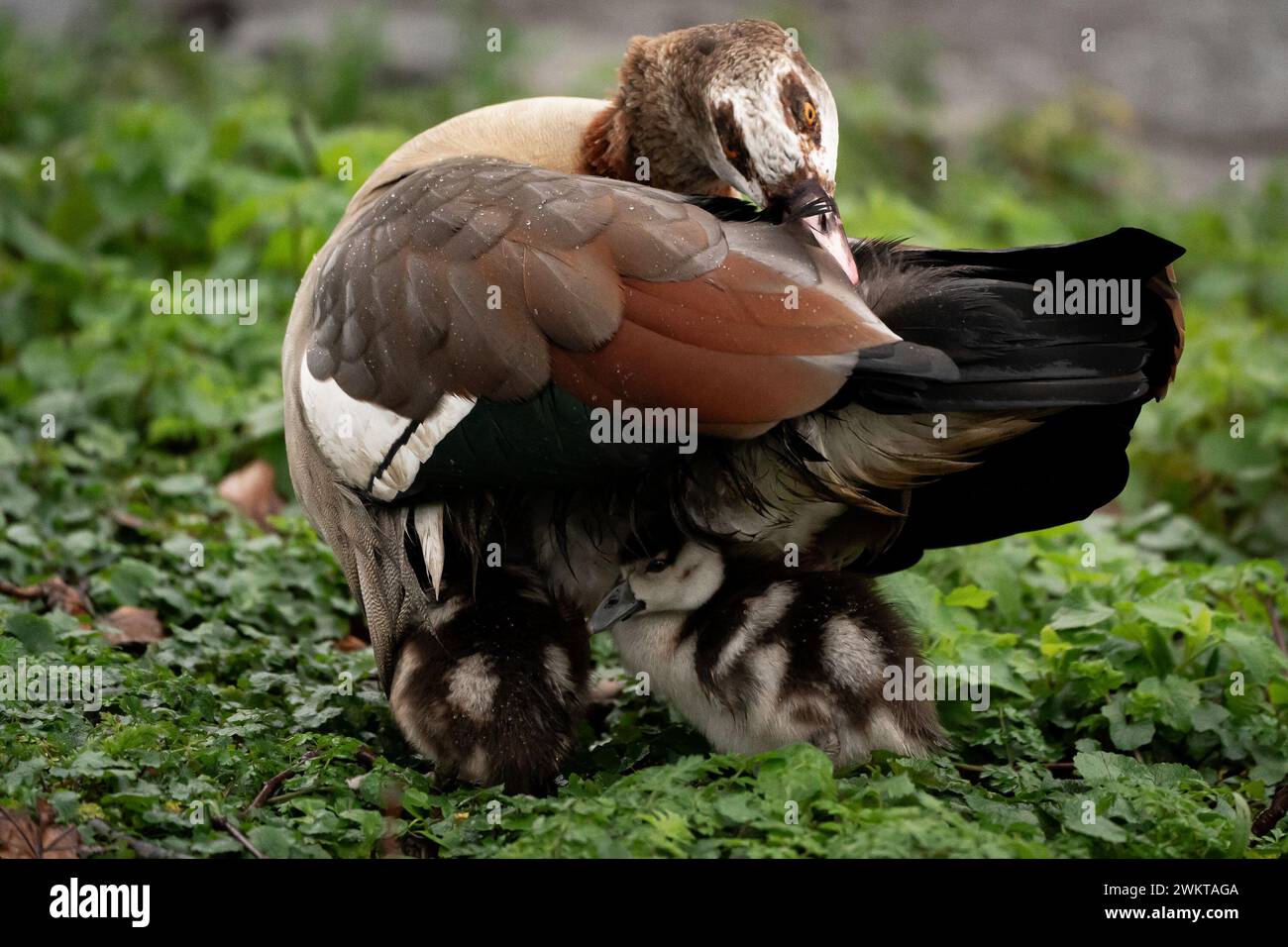 An Egyptian goose protects its gosling from the rain in St James Park ...
