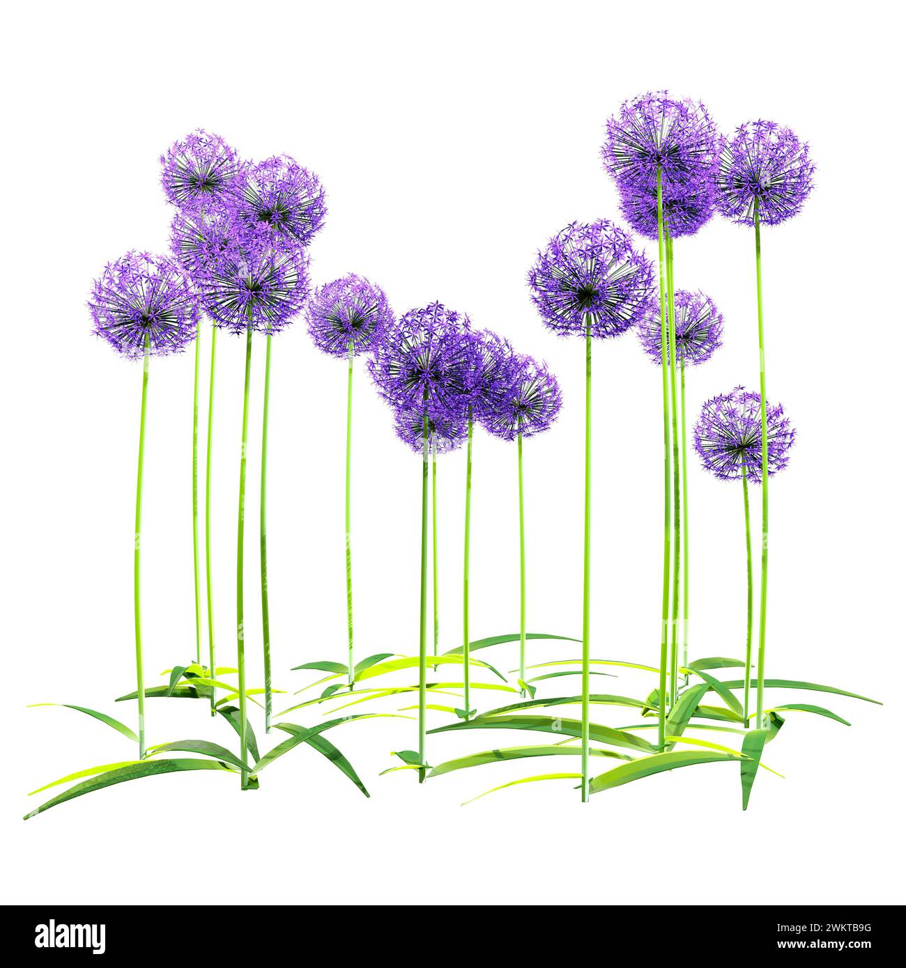 3D rendering of allium flowers on white background Stock Photo - Alamy