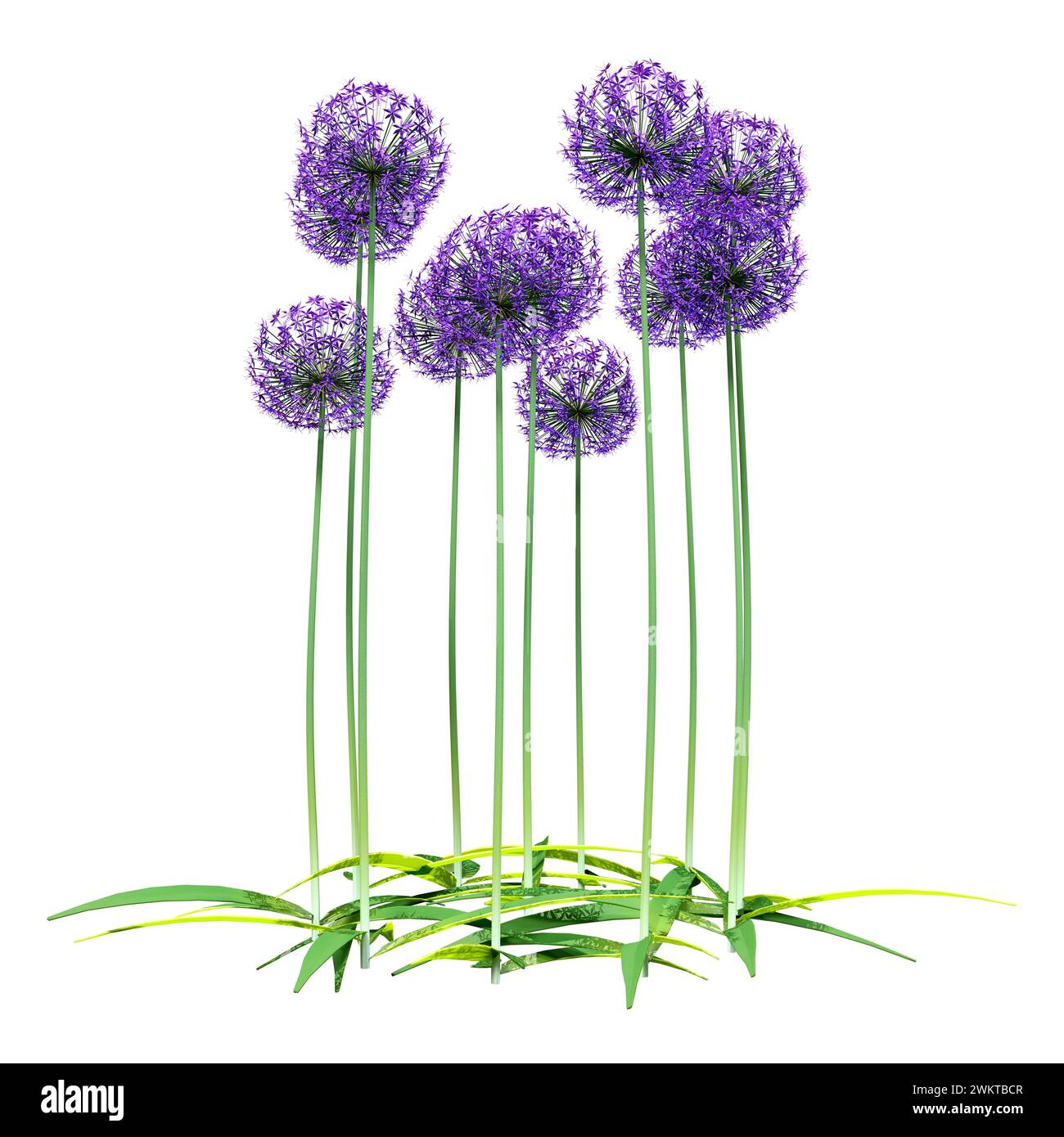 3D rendering of purple allium flowers on white background Stock Photo ...