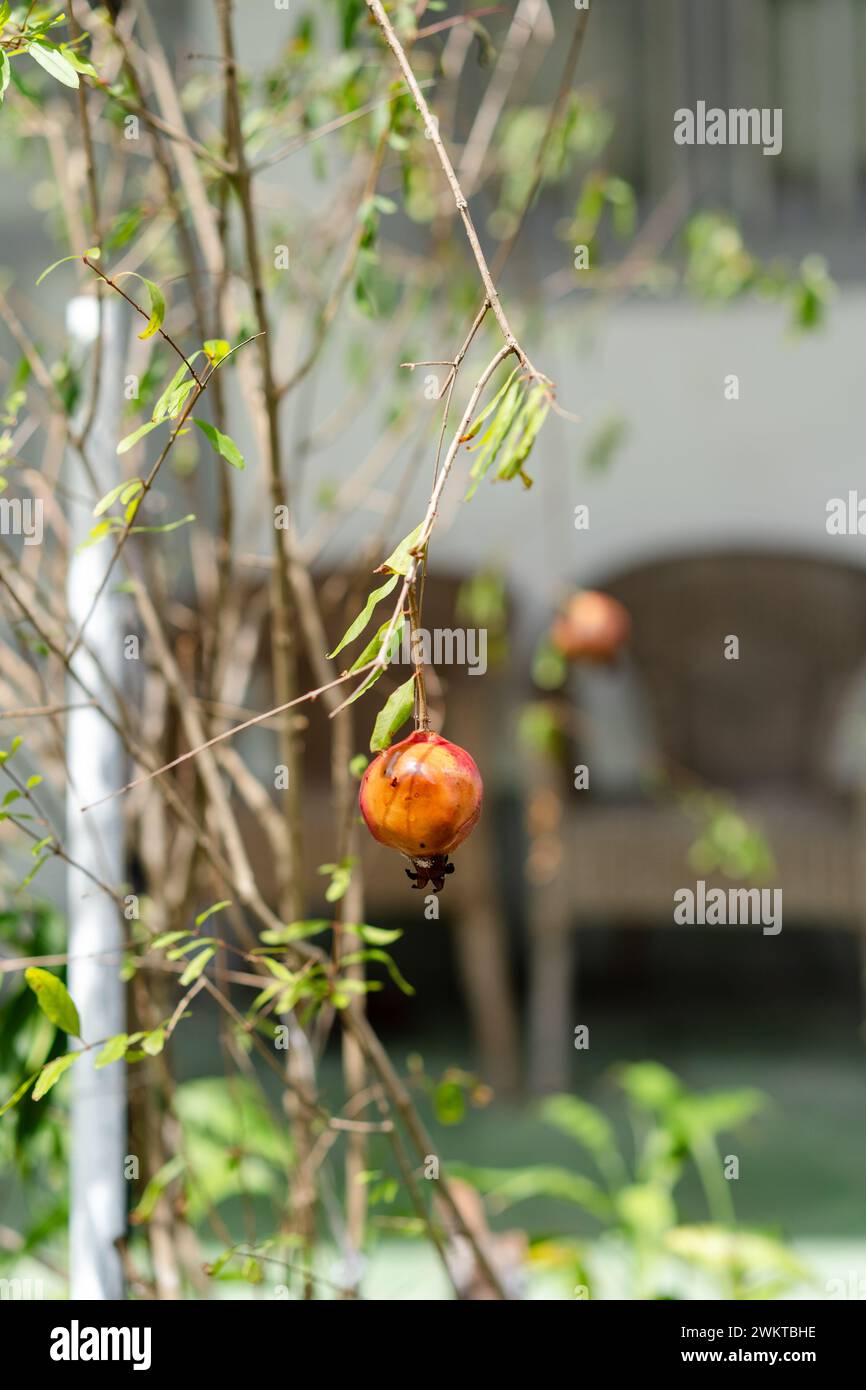 Fruit hanging from tree with chairs in background Stock Photo - Alamy